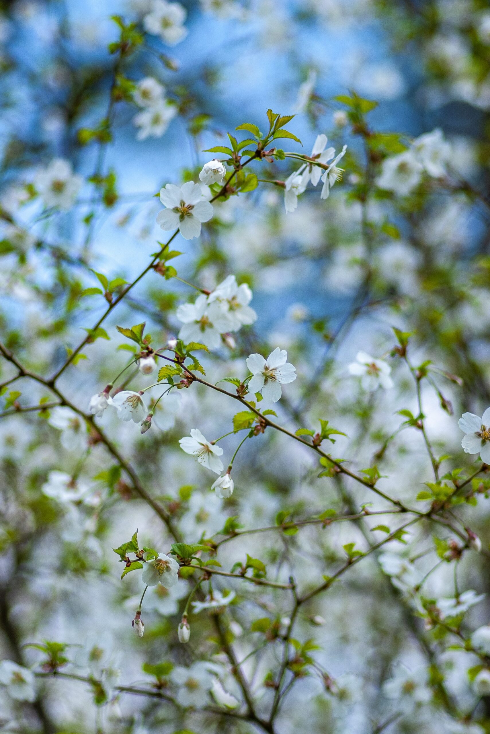 Spring Into Summer with DD Companion Sam Reynolds – Developing Doulas